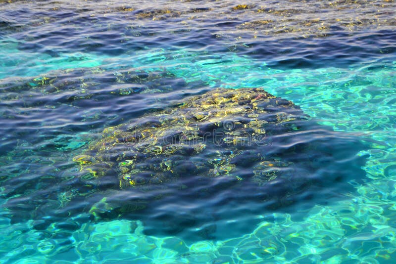 Mar Rojo Egipto El Arrecife De Coral En El Mar Rojo Imagen de archivo ...