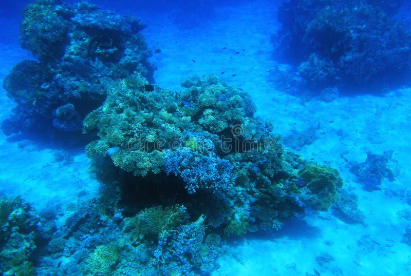 Mar Rosso subacqueo fotografia stock. Immagine di bahamas - 13569956