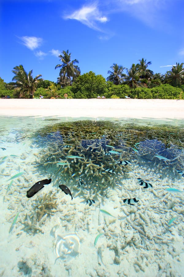Mar tropical imagen de archivo. Imagen de palma, turismo - 6507557