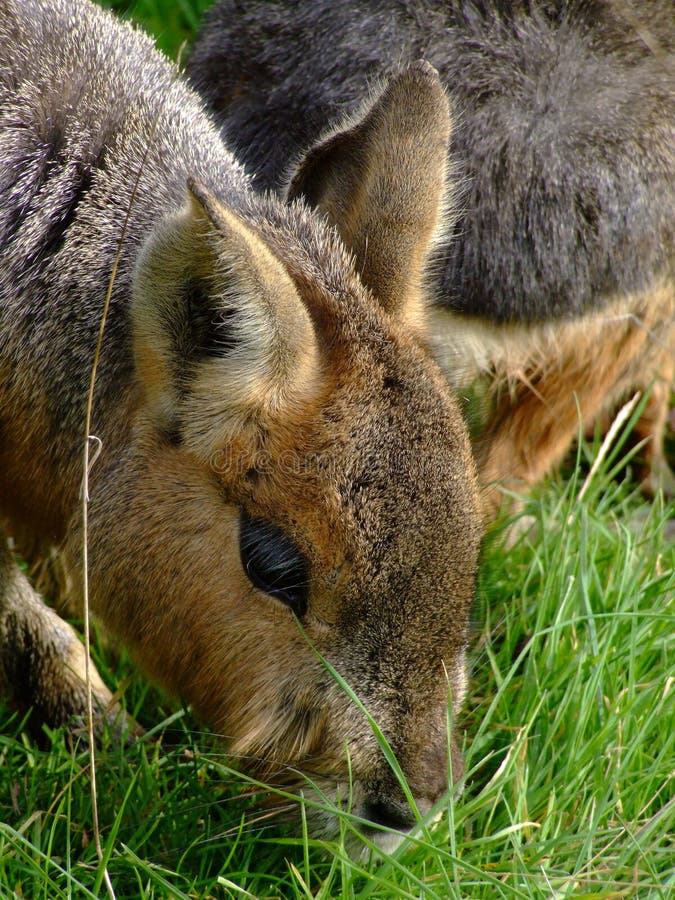 Patagonian Cavy Mara stock image. Image of grass, argentine - 21005749