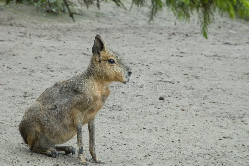 Mara Animal Latin Name Dolichotis Patagonum on the Dirt Ground. Photo ...