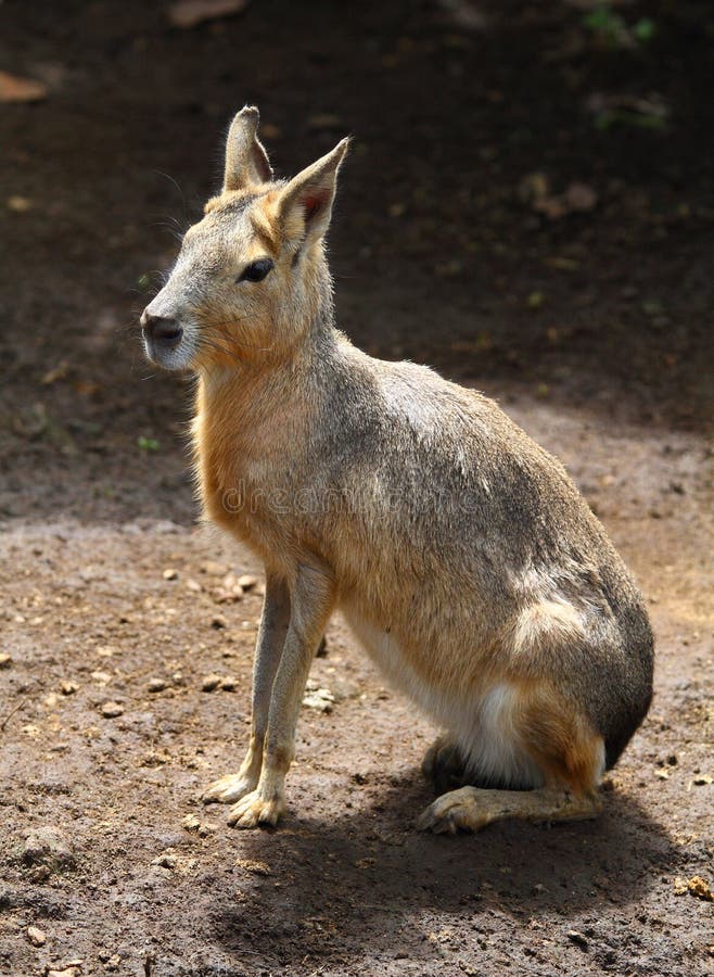 Guinea Pig, Cavy, Cavia Porcellus Stock Image - Image of agouti ...
