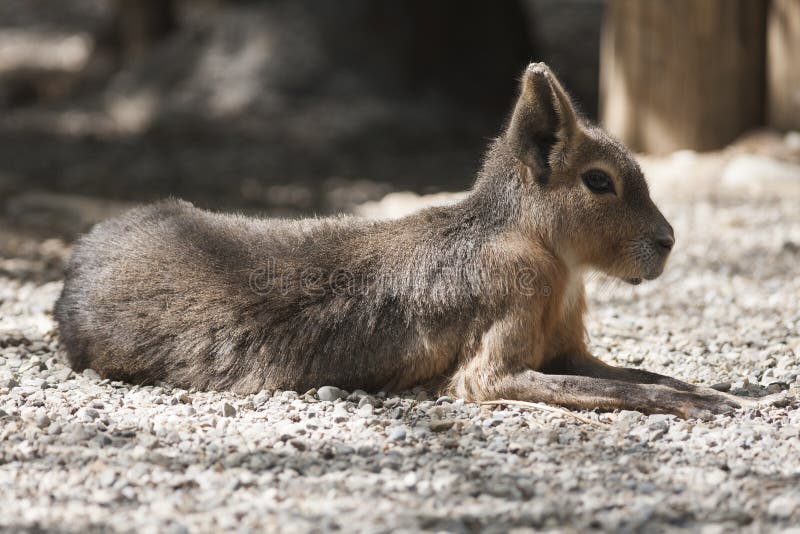 Mara hare of Patagonia stock photo. Image of mountain - 53578588