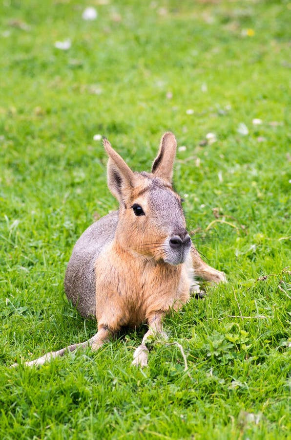 Mara stock image. Image of intricacy, argentina, pets - 41702483