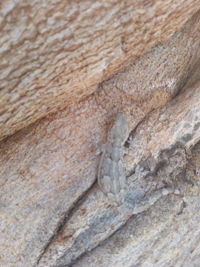 Mara palli stock image. Image of three, gardan, palli - 100991187