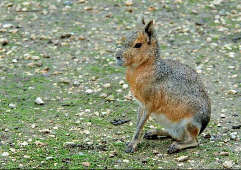 Mara Patagonian photo stock. Image du faune, buisson, poilu - 1293142