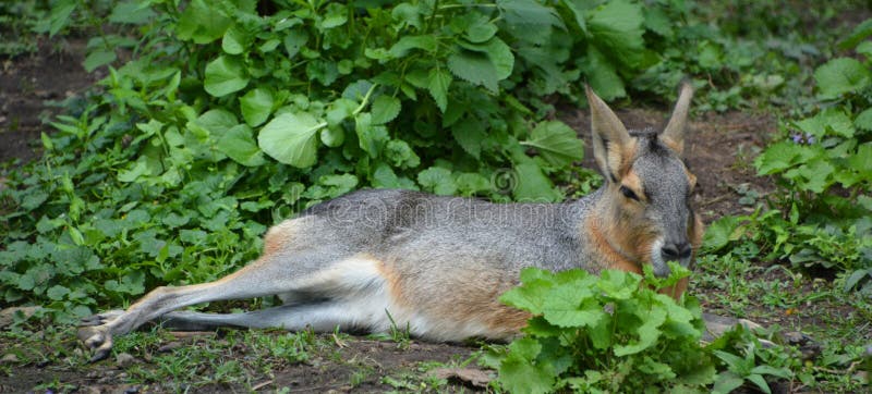 Mara Patagonian photo stock. Image du tête, mammifère - 98118158