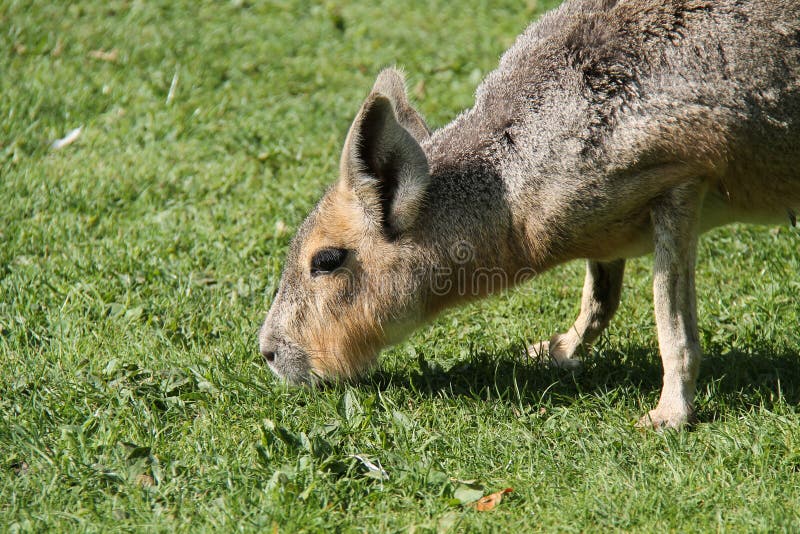 Mara Patagonian Hare. stock image. Image of chacoan - 119622737