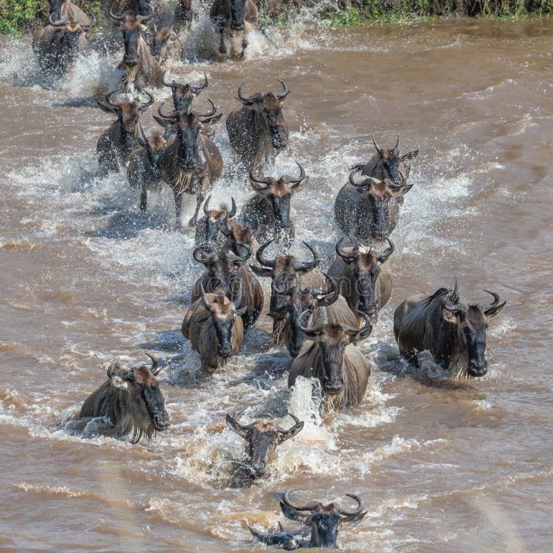 Mara River Migration Crossing Stock Photo - Image of cross, water ...