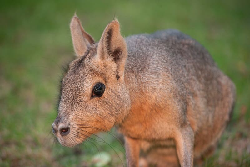 Mara rodent stock image. Image of patagonia, herbivorous - 33213249