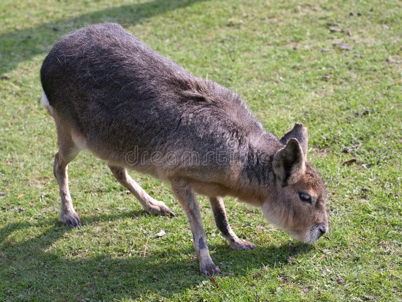 Hare patagonian fotografering för bildbyråer. Bild av exotiskt - 10737547