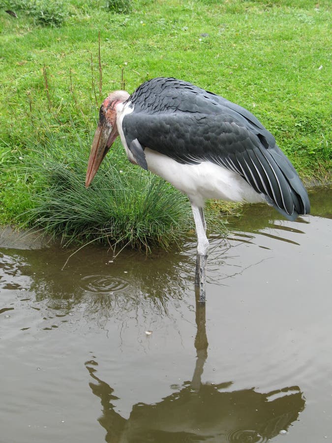 2,680 Marabou Fotos - Libres de Derechos y Gratuitas de Dreamstime