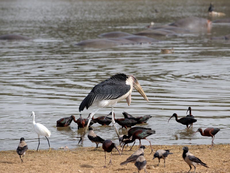 Marabou stock photo. Image of wildlife, reserve, skin - 11620064