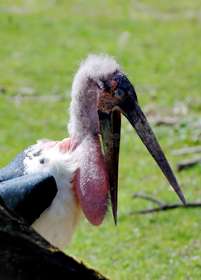 Marabou stock photo. Image of rest, marabou, animal, head - 12114376