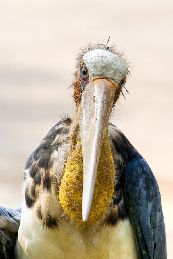 Marabou. stock image. Image of marabu, high, leptoptilos - 12458839