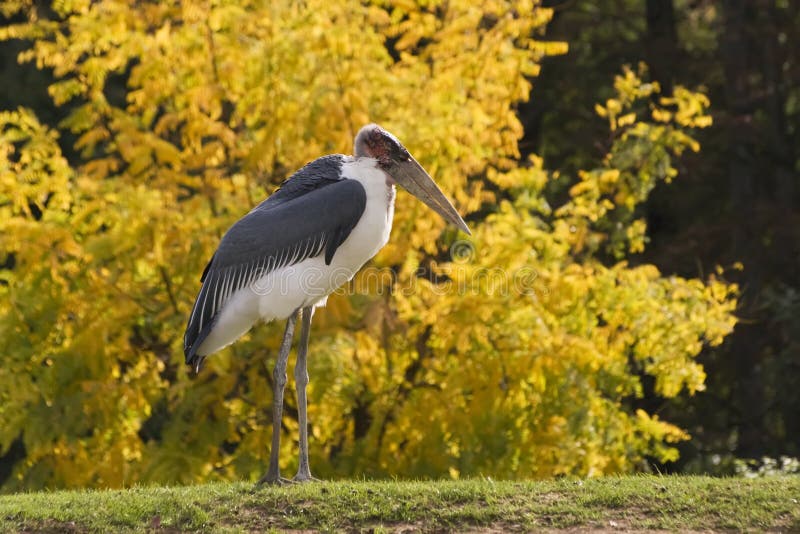 Marabou stock image. Image of wilderness, stork, weird - 12624991