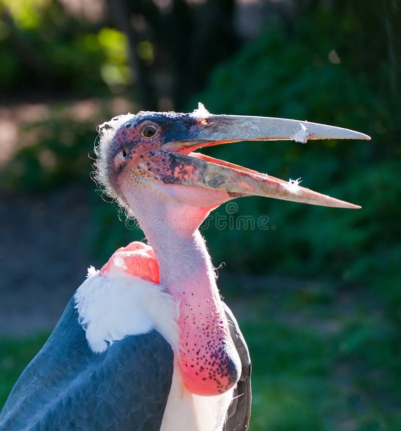 Marabou stock photo. Image of africa, wild, head, stork - 16564268