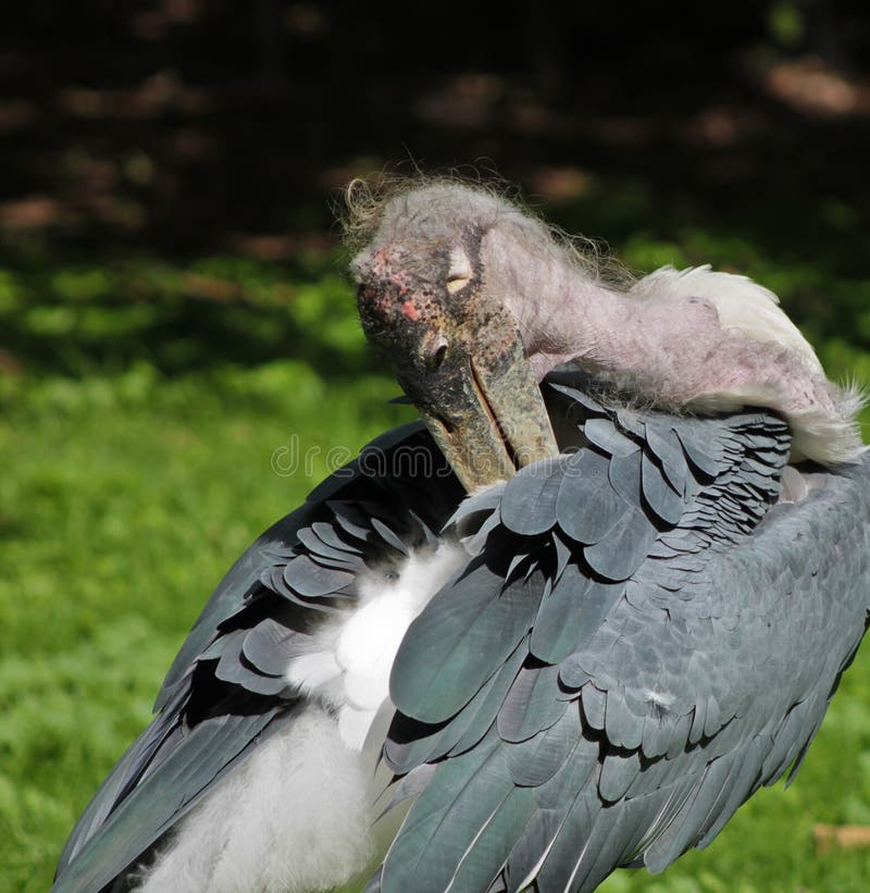 Marabou stock photo. Image of peculiar, species, wader - 22358922
