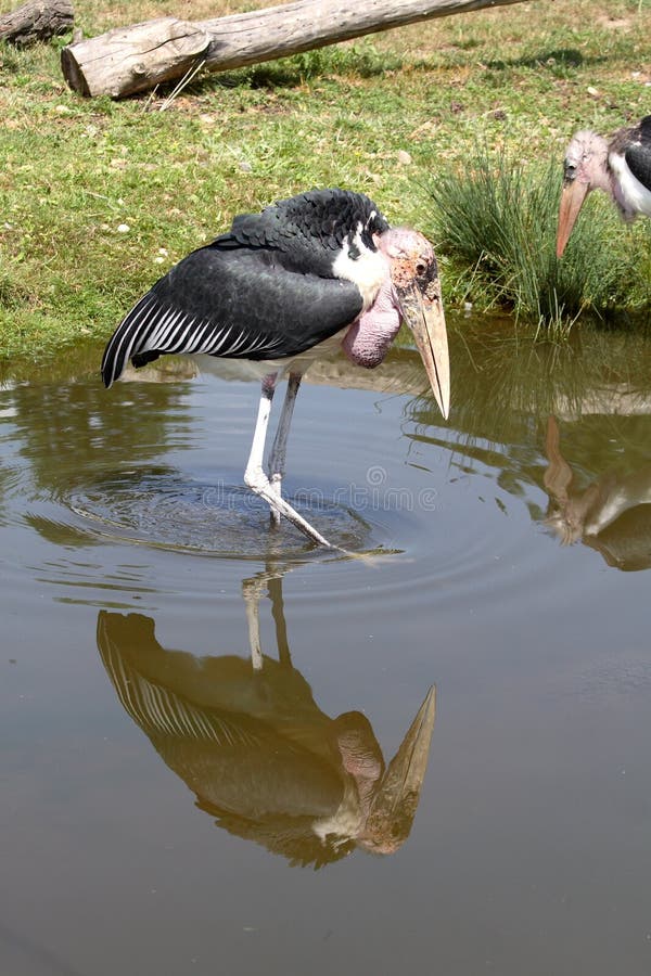 Marabou stock image. Image of aqua, action, animals, fauna - 24191387