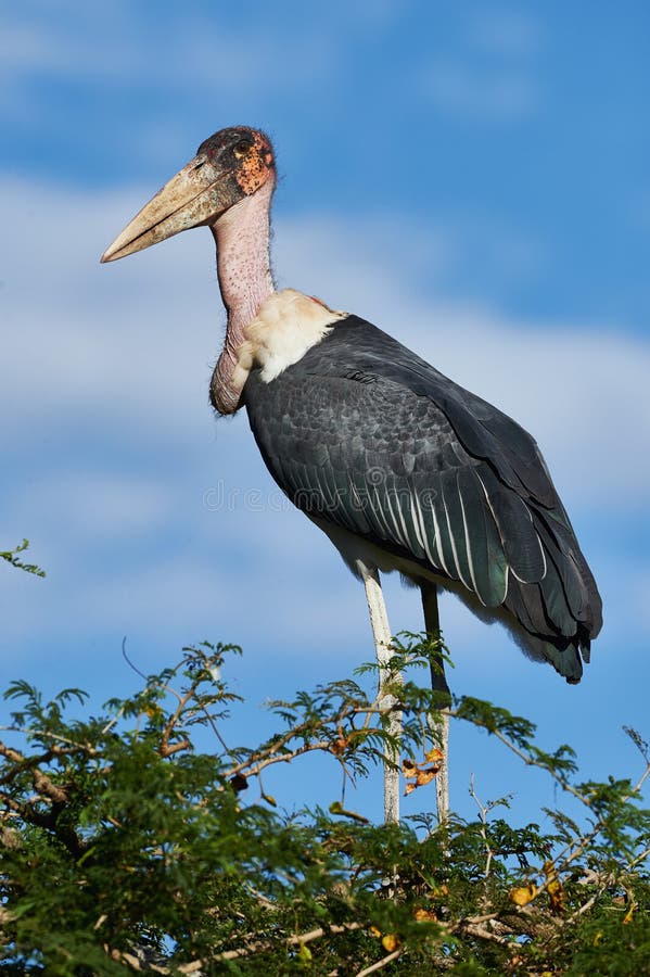 Marabou imagen de archivo. Imagen de exterior, agua, salvaje - 47712931