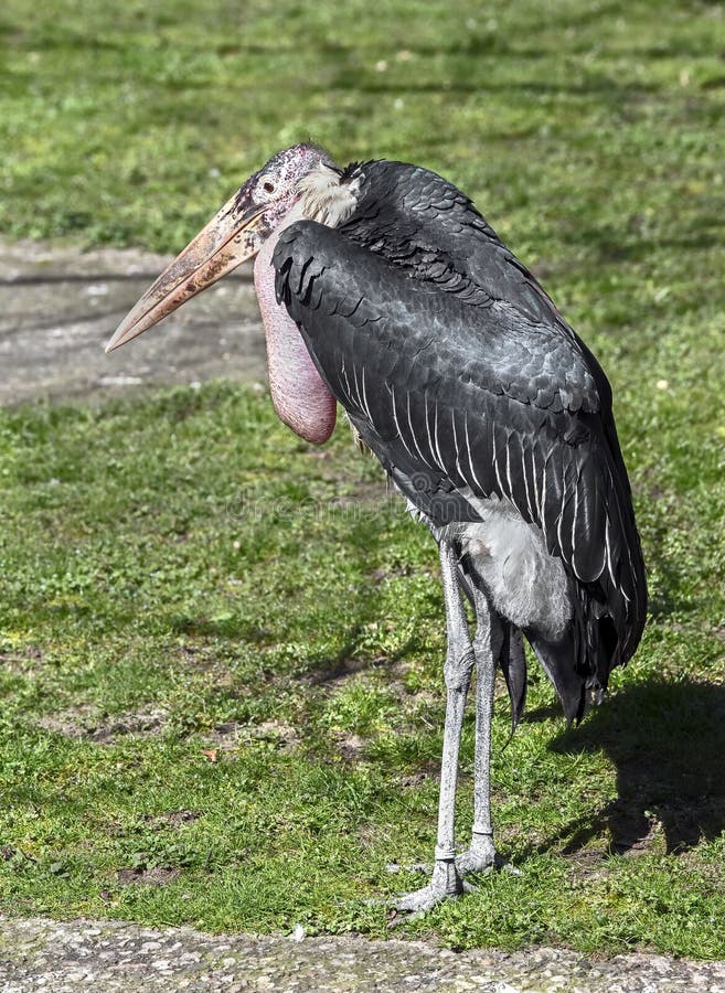 Marabou fotografering för bildbyråer. Bild av djurliv - 71028893