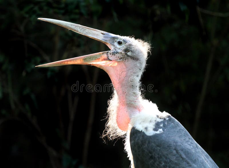 Marabou bird stock image. Image of funny, marabou, flamingo - 16232115
