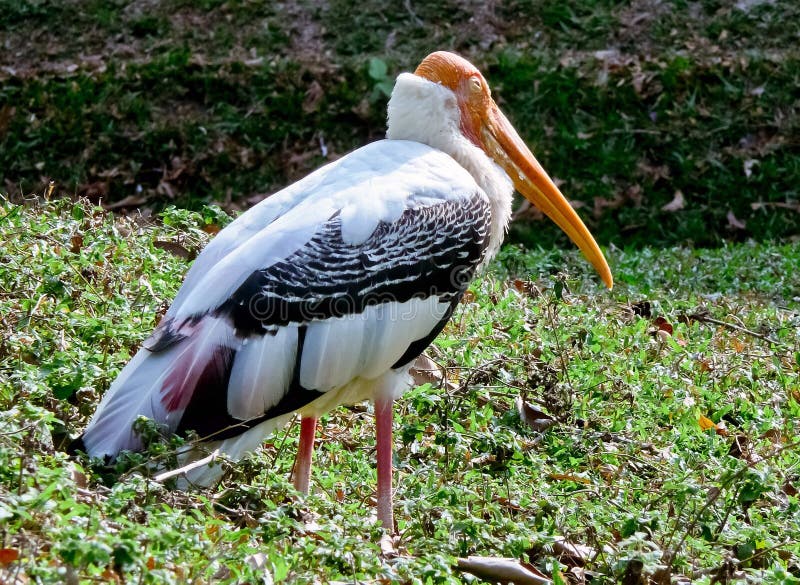 Marabou bird stock photo. Image of environment, outdoors - 19547748