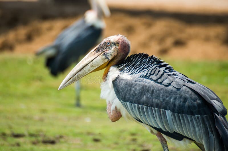 Marabou Bird Animal Background Stock Image - Image of pelican, lake ...