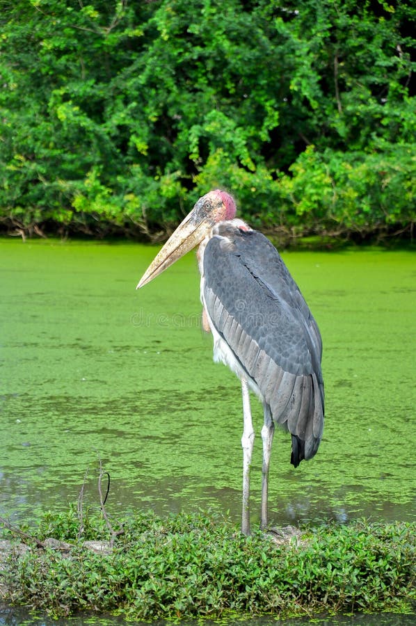Marabou bird one stand up stock photo. Image of relaxing - 51195298