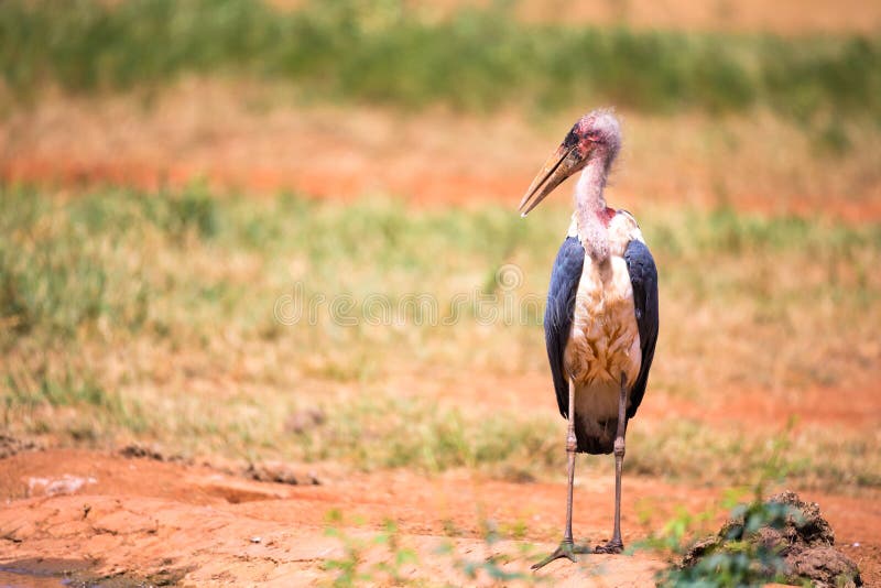 A Marabou Bird in the Savanna with Red Soil Stock Photo - Image of park ...