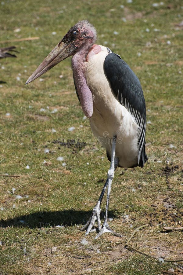 A Bird Standing on Its Back with Its Head Sticking Out of the Hollow of ...