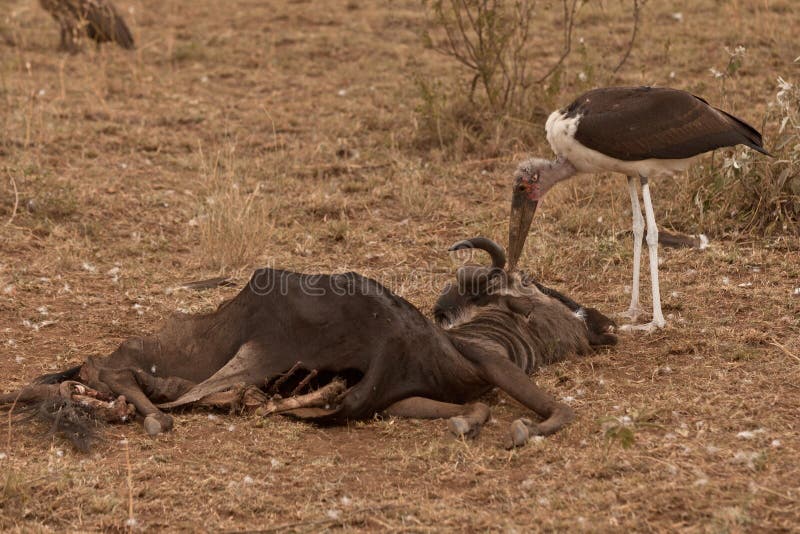 Black Vultures and Snake stock photo. Image of reptile - 12421134