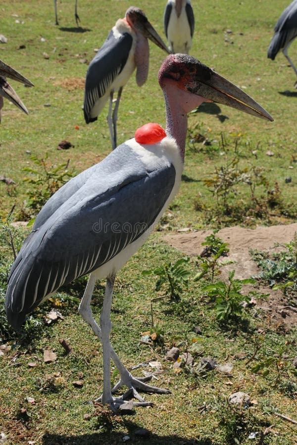 Group of Marabou Stork (Leptoptilos Crumenifer) on Small Island in ...