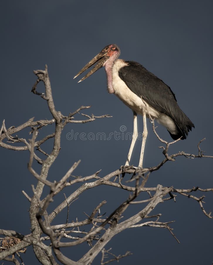 Marabou Perched on Tree in Serengeti, Tanzania Stock Image - Image of ...