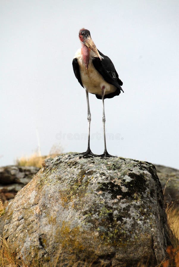 Marabou on the rocks stock image. Image of wings, bird - 35273937