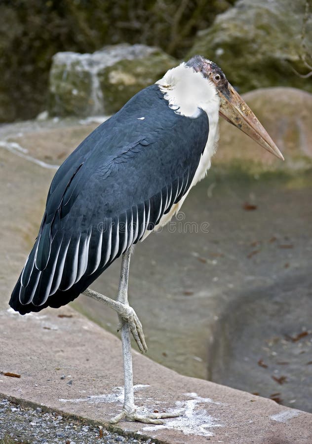 Marabou stork 1 stock photo. Image of population, feather - 9163096