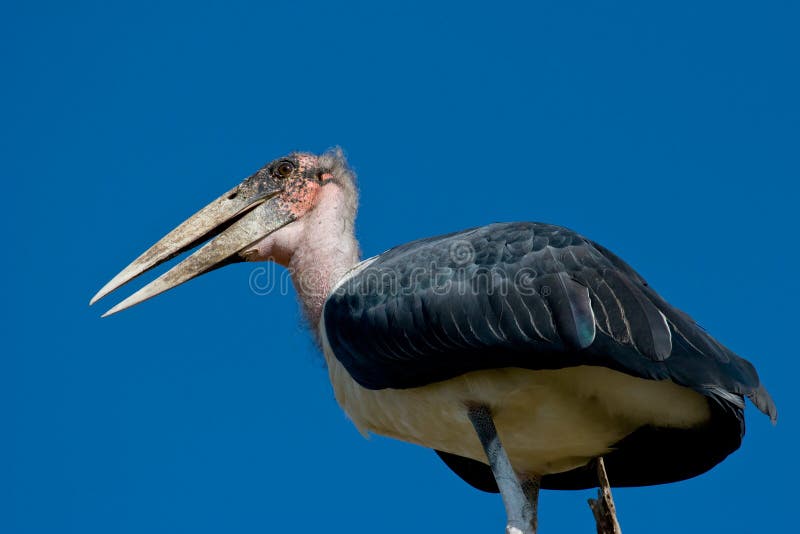 Marabou Stork stock photo. Image of breeds, large, scabby - 19121162