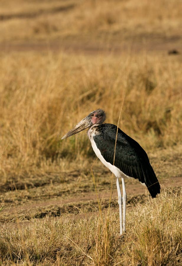 347 Stork Skeleton Stock Photos - Free & Royalty-Free Stock Photos from ...