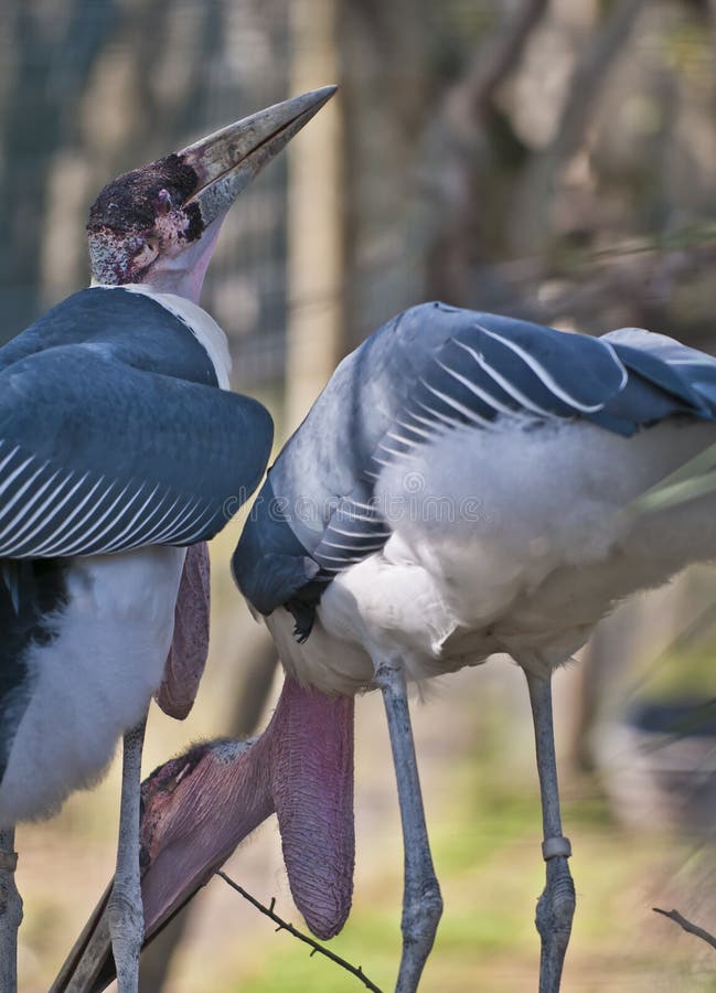Marabou Stork stock image. Image of ugly, beak, nature - 22889199