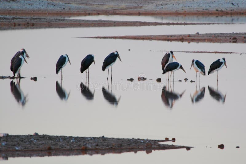 Marabou stork stock photo. Image of desert, reflection - 26237834