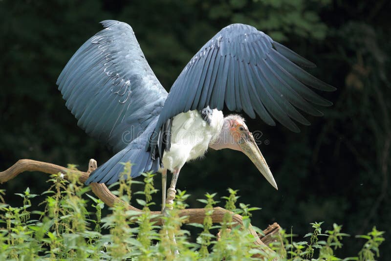 Flying Arrow. White Stork in Flight. Danube Delta, Landmark Attraction ...