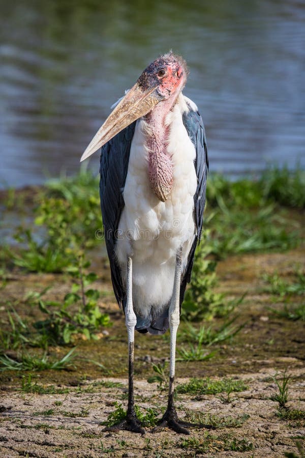 Marabou Stork stock image. Image of serengeti, africa - 37721103