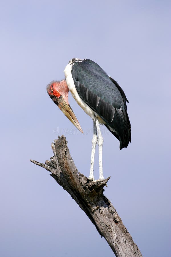 Marabou Stork stock image. Image of drive, marabou, storks - 4256061