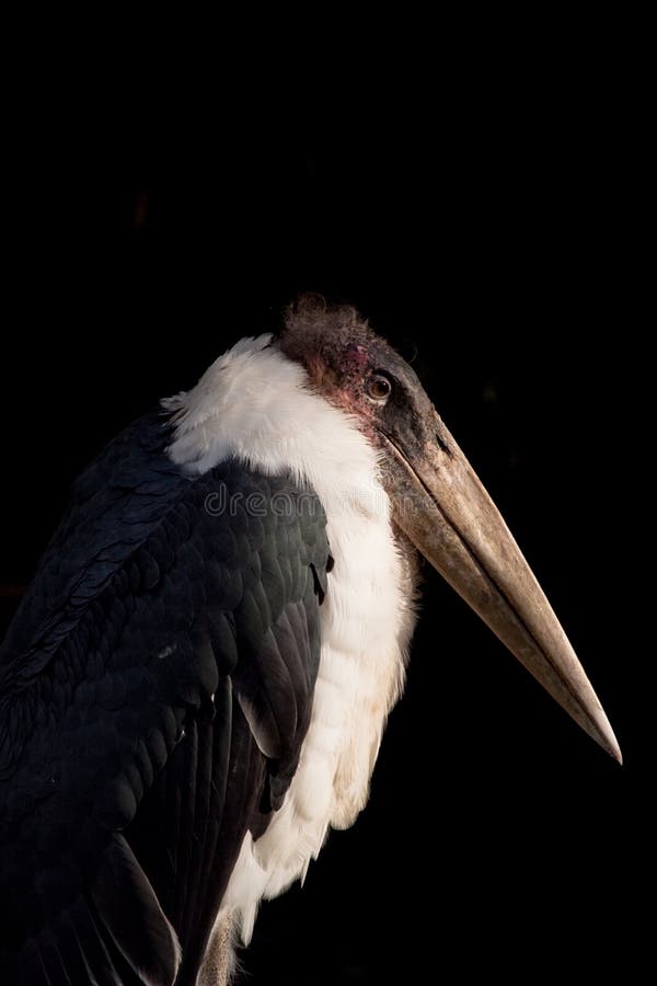 Marabou Stork stock image. Image of flexing, bird, stork - 81751245