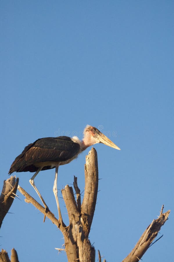 Ostrich stock photo. Image of samburu, africa, walking - 5289714