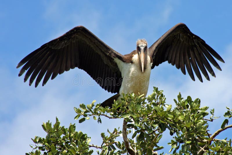 Marabou Stork stock photo. Image of beak, national, wing - 8784522