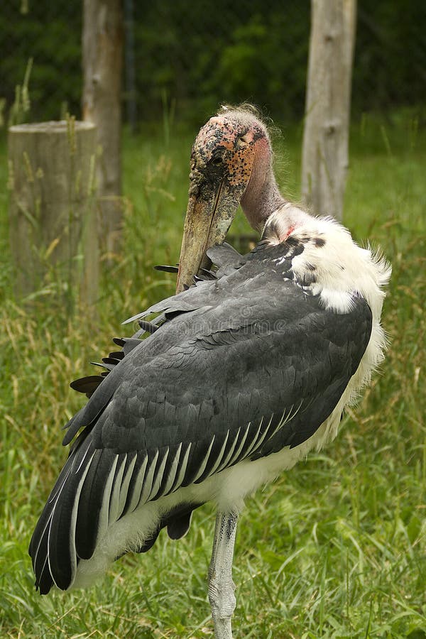 Marabou Stork stock photo. Image of marabou, beak, bird - 56544784