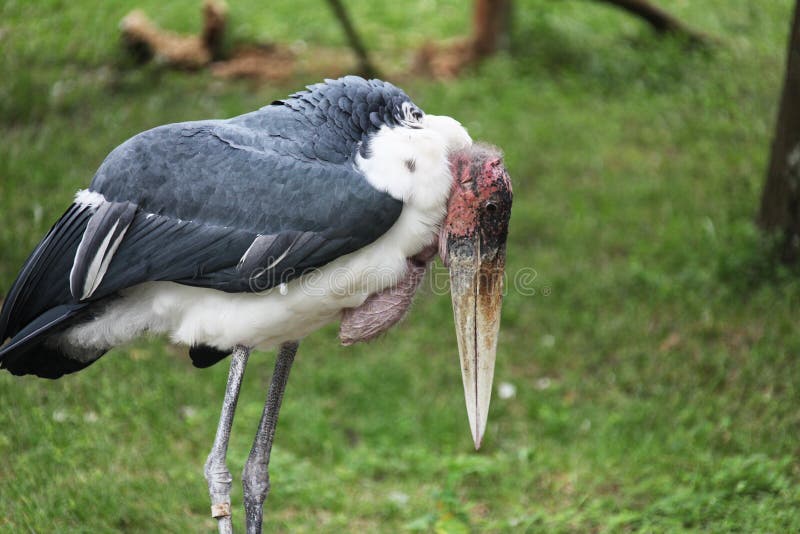 Marabou stork stock image. Image of environment, outside - 142778401
