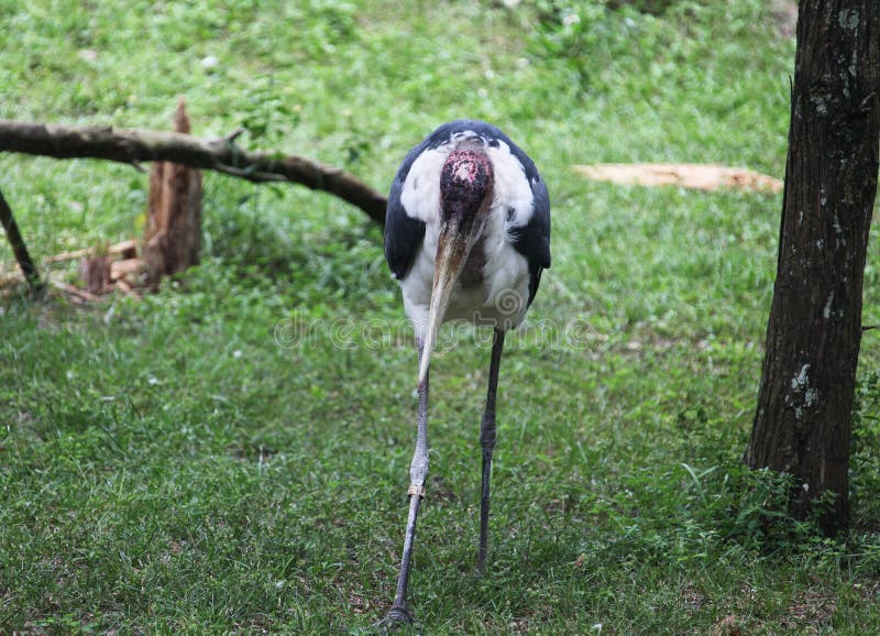 Marabou stork stock image. Image of bird, stork, natural - 142778405