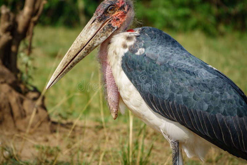 Marabou stork closeup stock photo. Image of bird, waterbird - 92515714